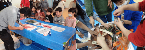 魚類の解体見学や鮮魚の観察が幼児に与える効果を検証 屋内での魚介類の観察体験が野外保育の一部代替となることを示唆 | NEWSCAST